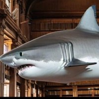 Witness Fails to Show in Murder Trial – Andrew Ferri